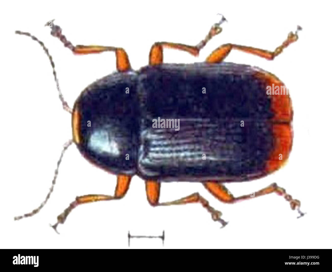 Cryptocephalus chrysopus hi-res stock photography and images - Alamy