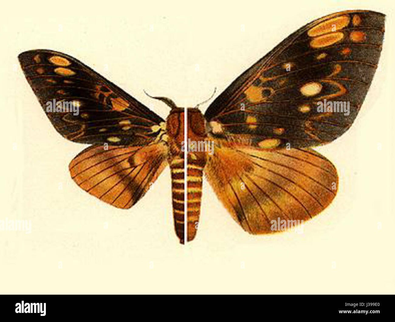 Citheronia hi-res stock photography and images - Alamy