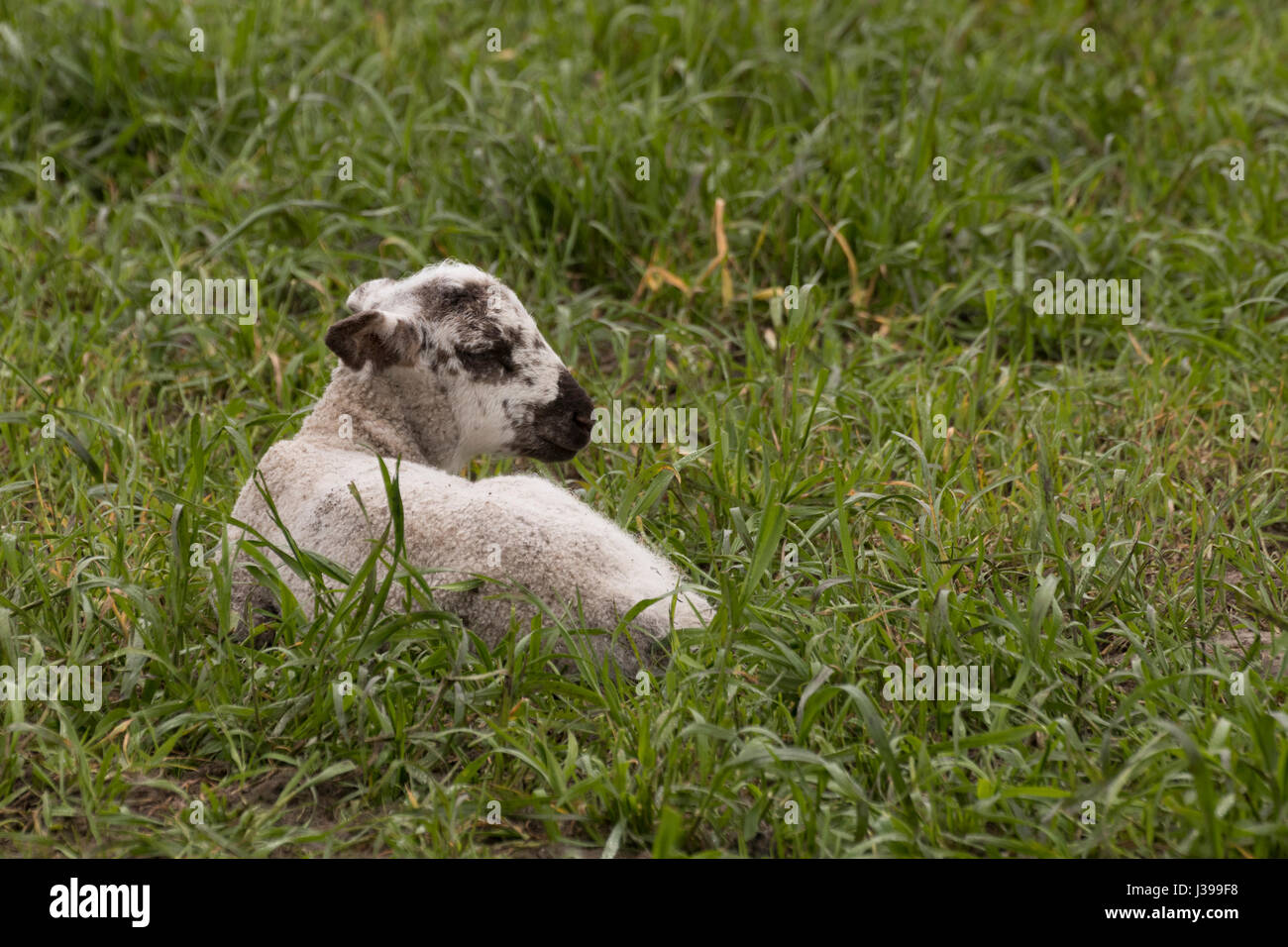 Lamb in a field Stock Photo - Alamy