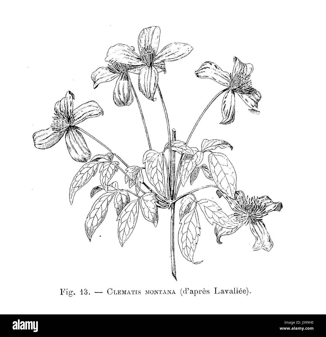 Clematis montana is a species of flowering plant from the genus ...
