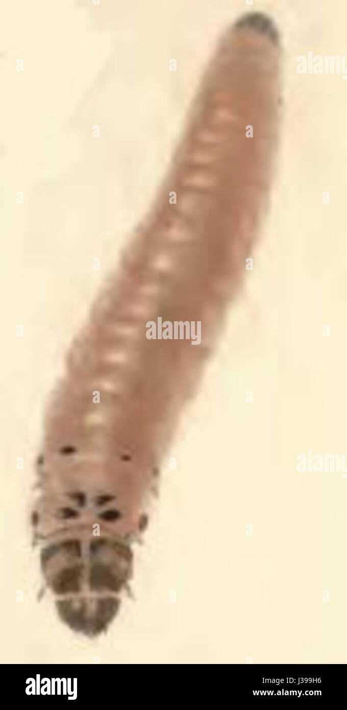 The larva of *Coleophora otidipennella*, a species of moth, feeds on ...