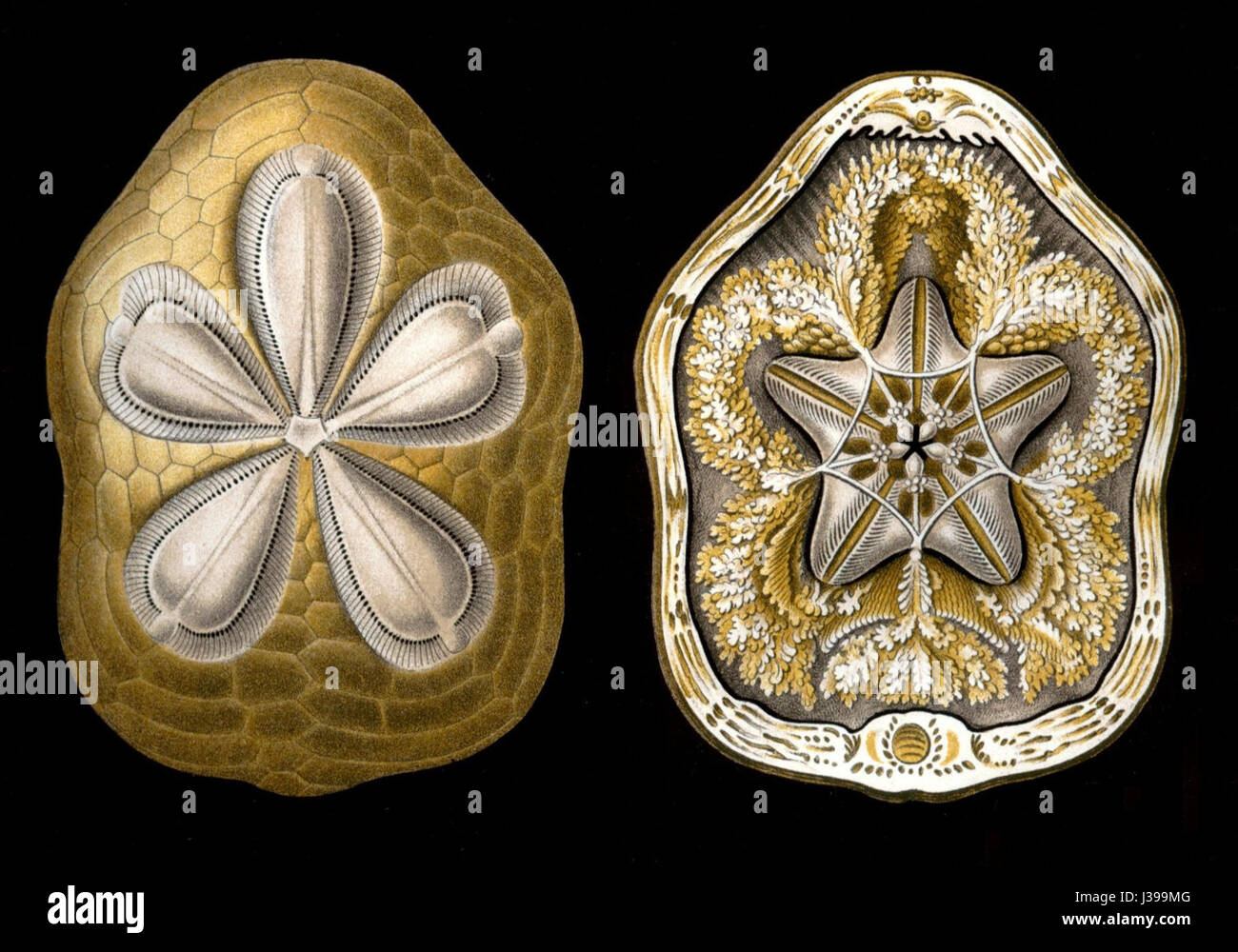Clypeaster rosaceus, commonly known as the rosaceous sea urchin, is a ...