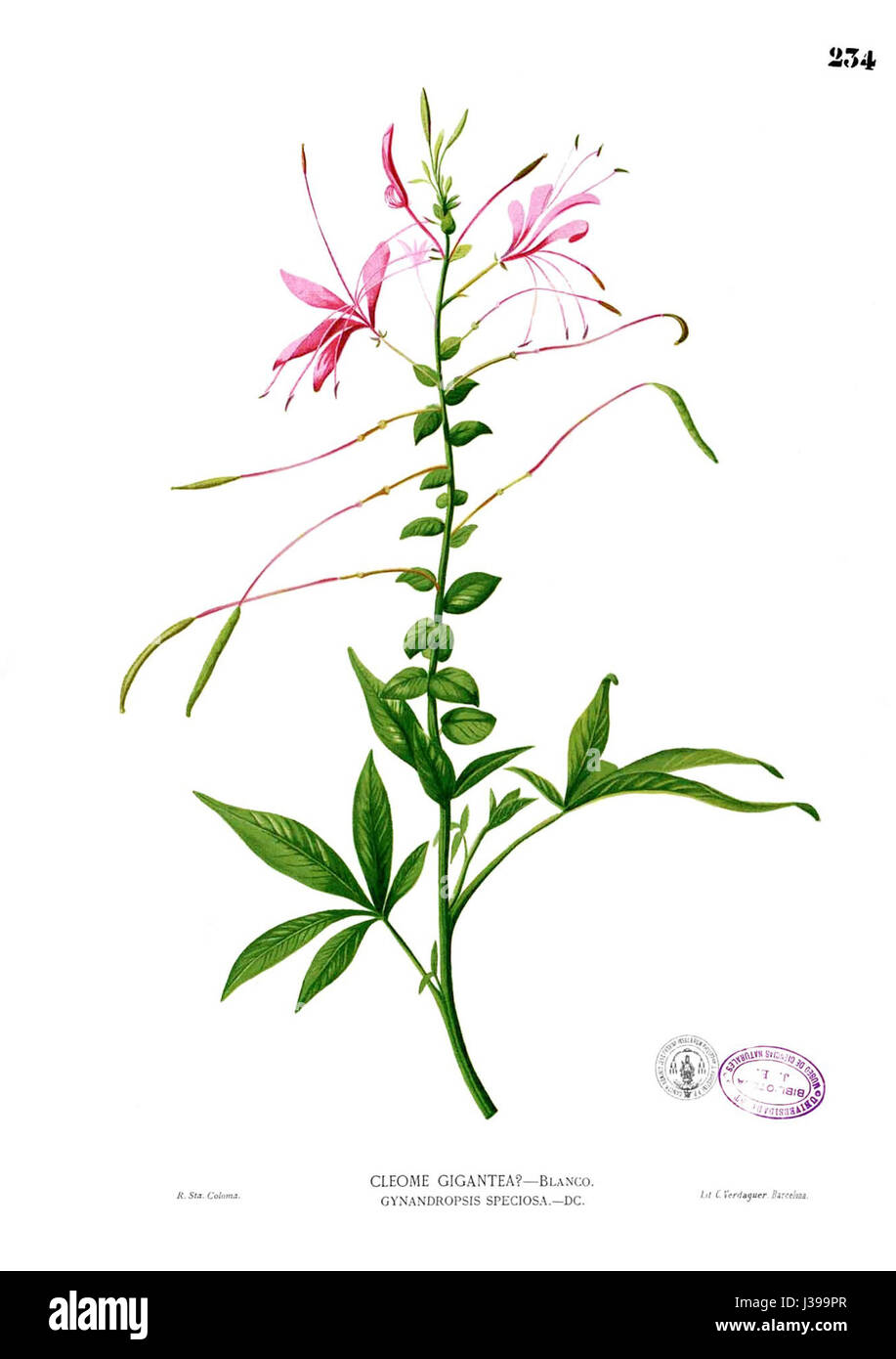 Cleome speciosa, commonly known as spider flower, is a species of ...