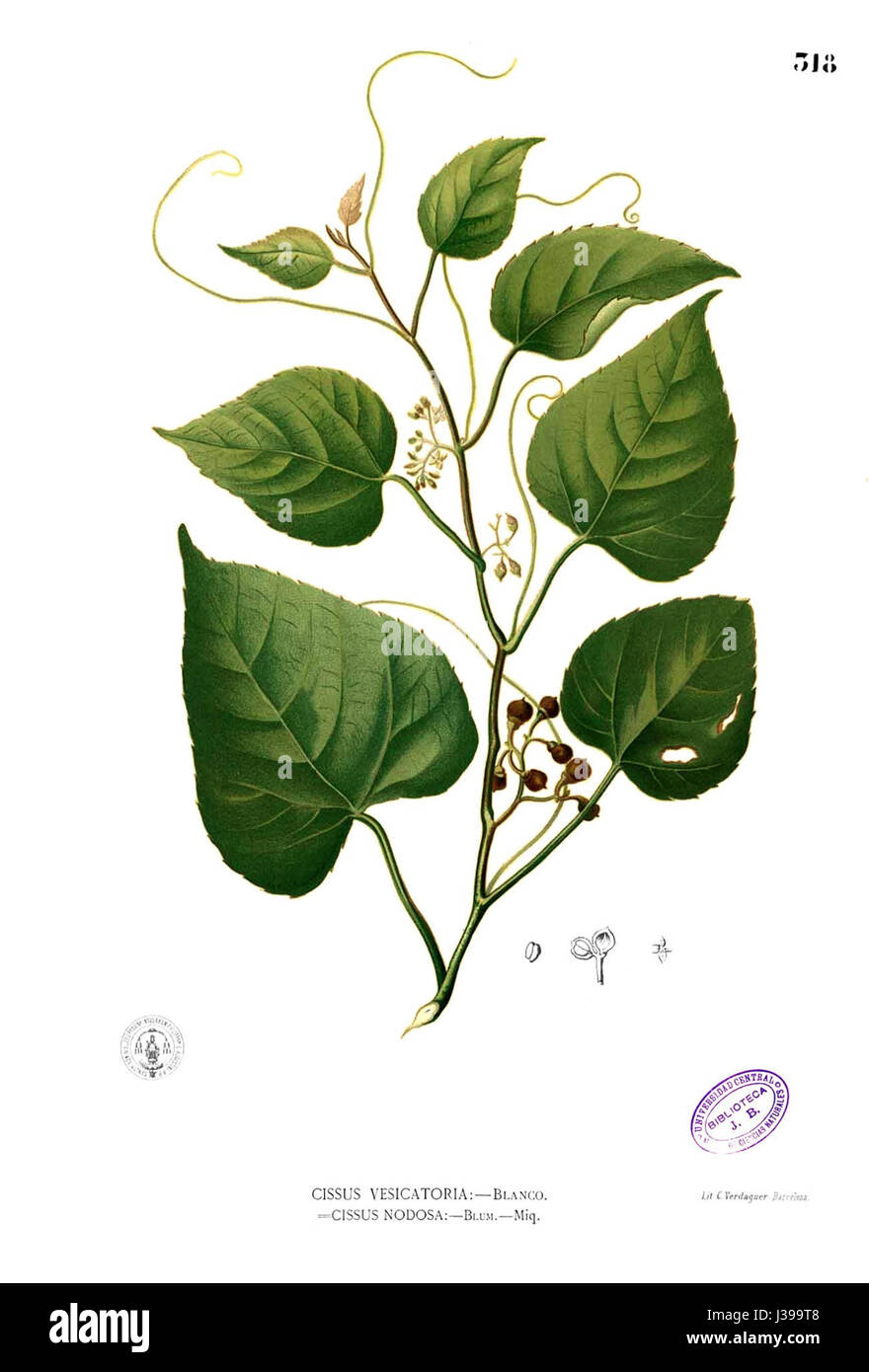 An illustration of Cissus repens, a species of plant depicted in the ...