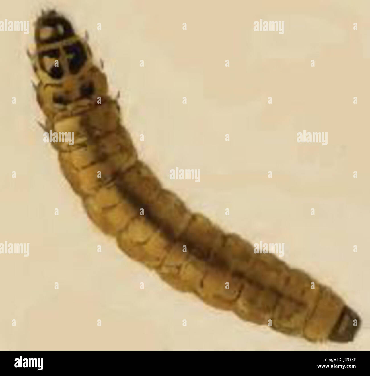 This image depicts the larva of the moth species Coleophora genistae, a ...