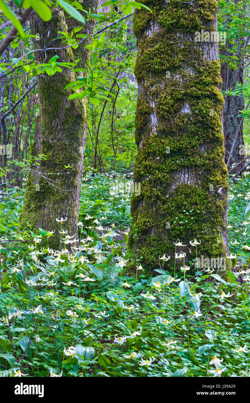 Lily trees hi-res stock photography and images - Alamy
