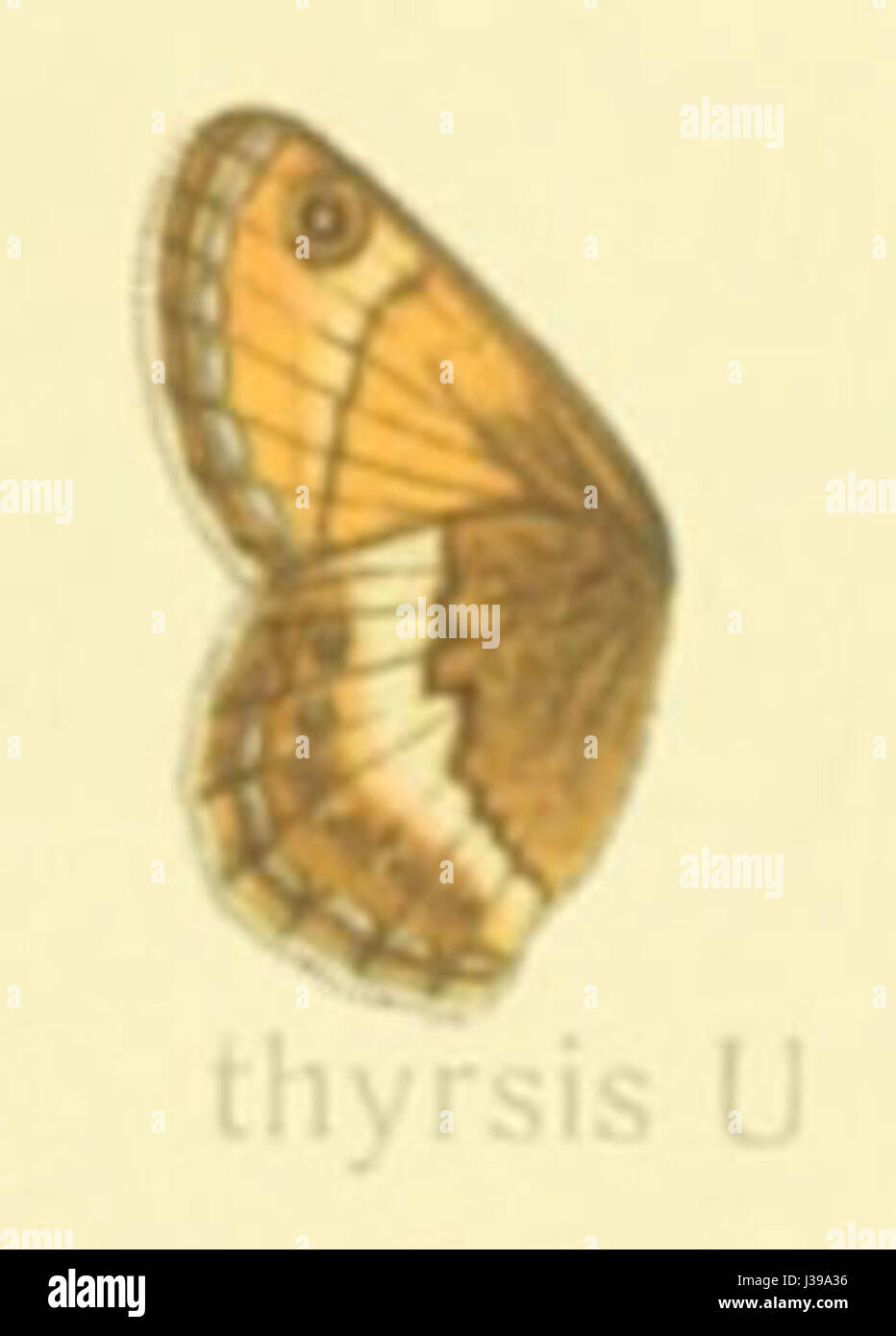 Thyrsis hi-res stock photography and images - Alamy