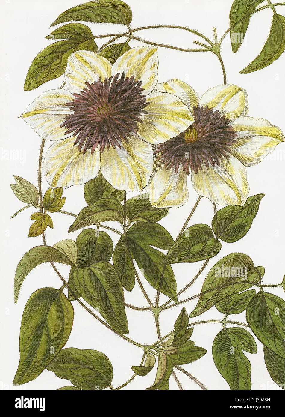 Clematis florida bicolor is a variety of clematis plant known for its ...