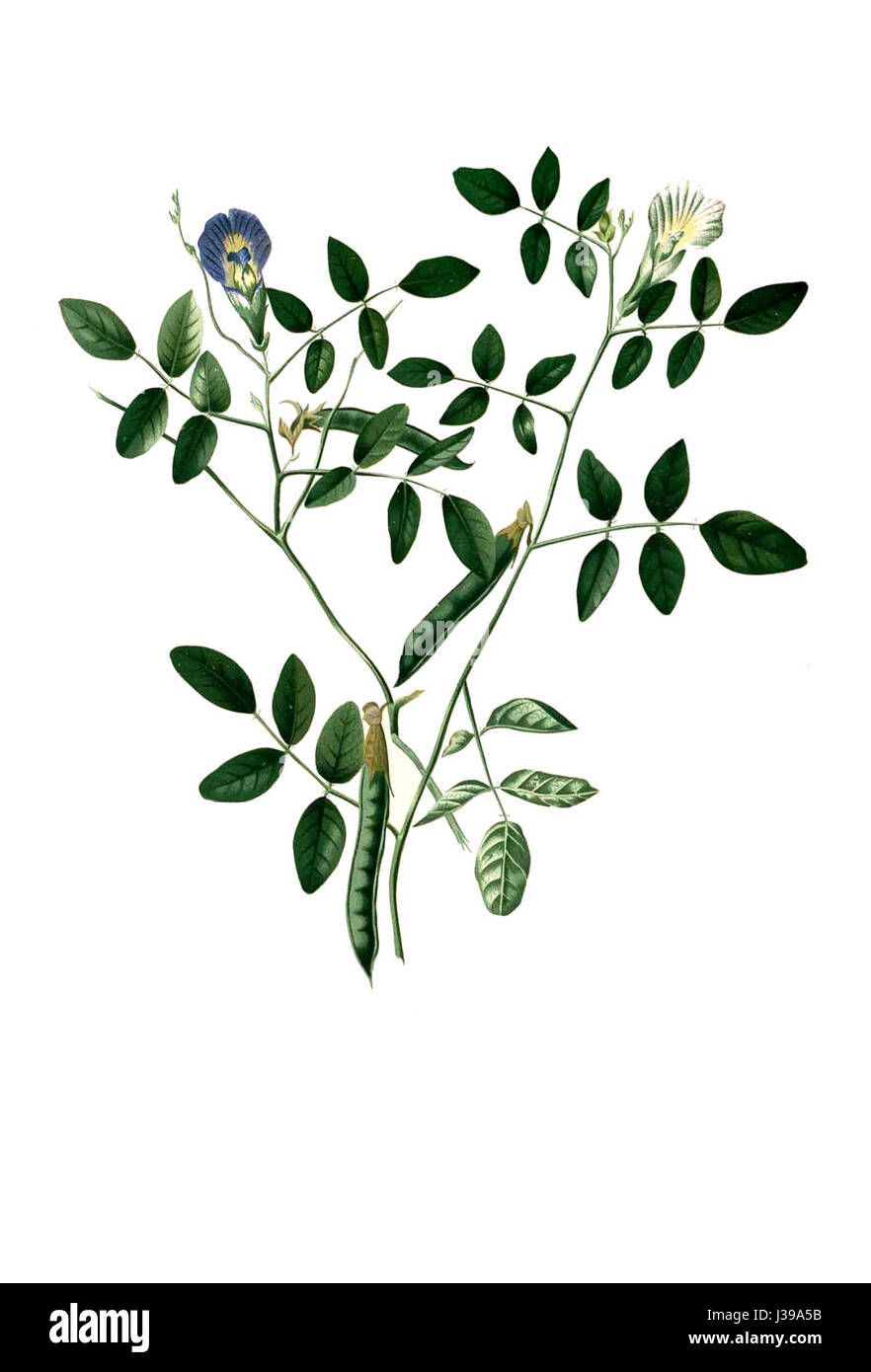An image or description of Clitoria ternatea, commonly known as the ...