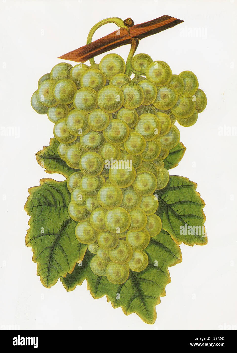 Fruit and resilience hi-res stock photography and images - Alamy