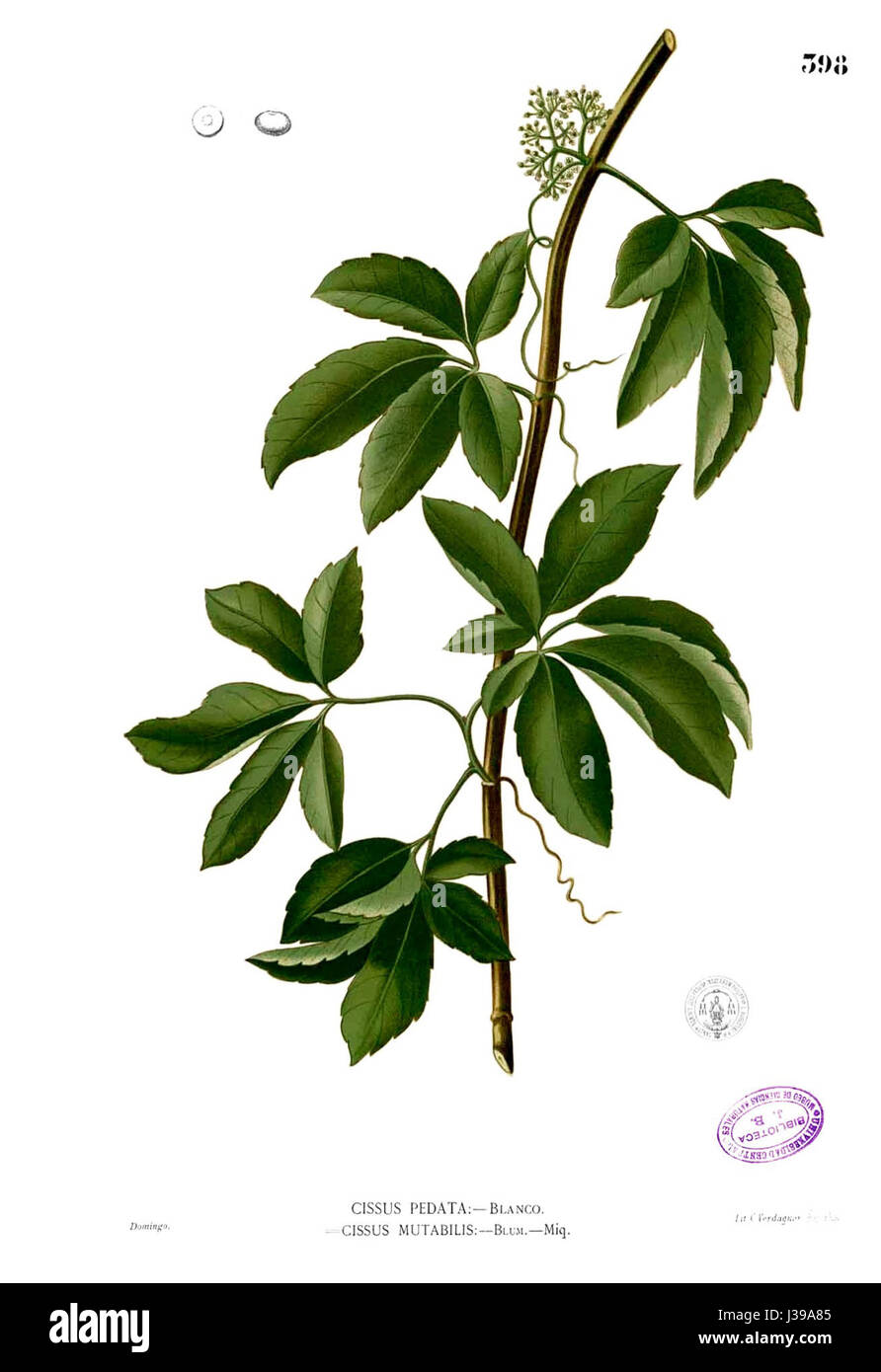 Cissus mutabilis, a species of vine, is detailed in this reference from ...