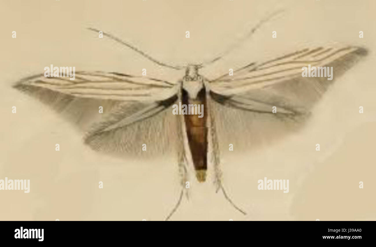 Pennella hi-res stock photography and images - Alamy