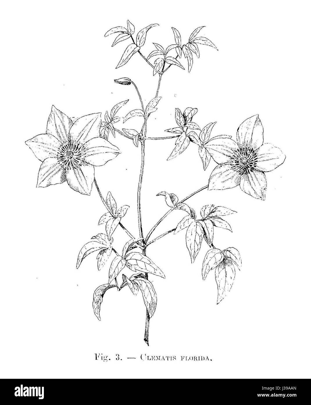 This is a drawing of *Clematis florida*, a flowering plant known for ...