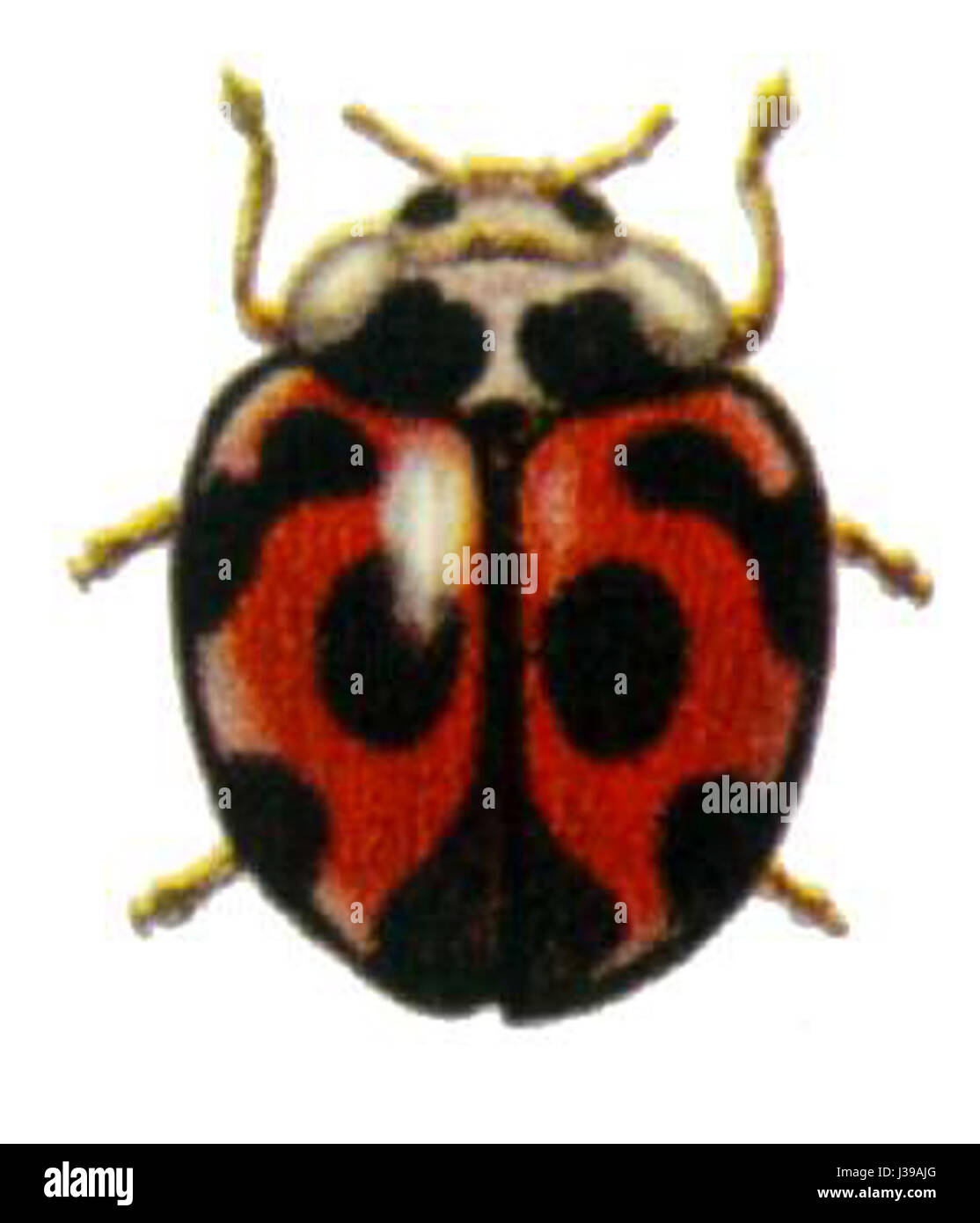 Coelophora hi-res stock photography and images - Alamy