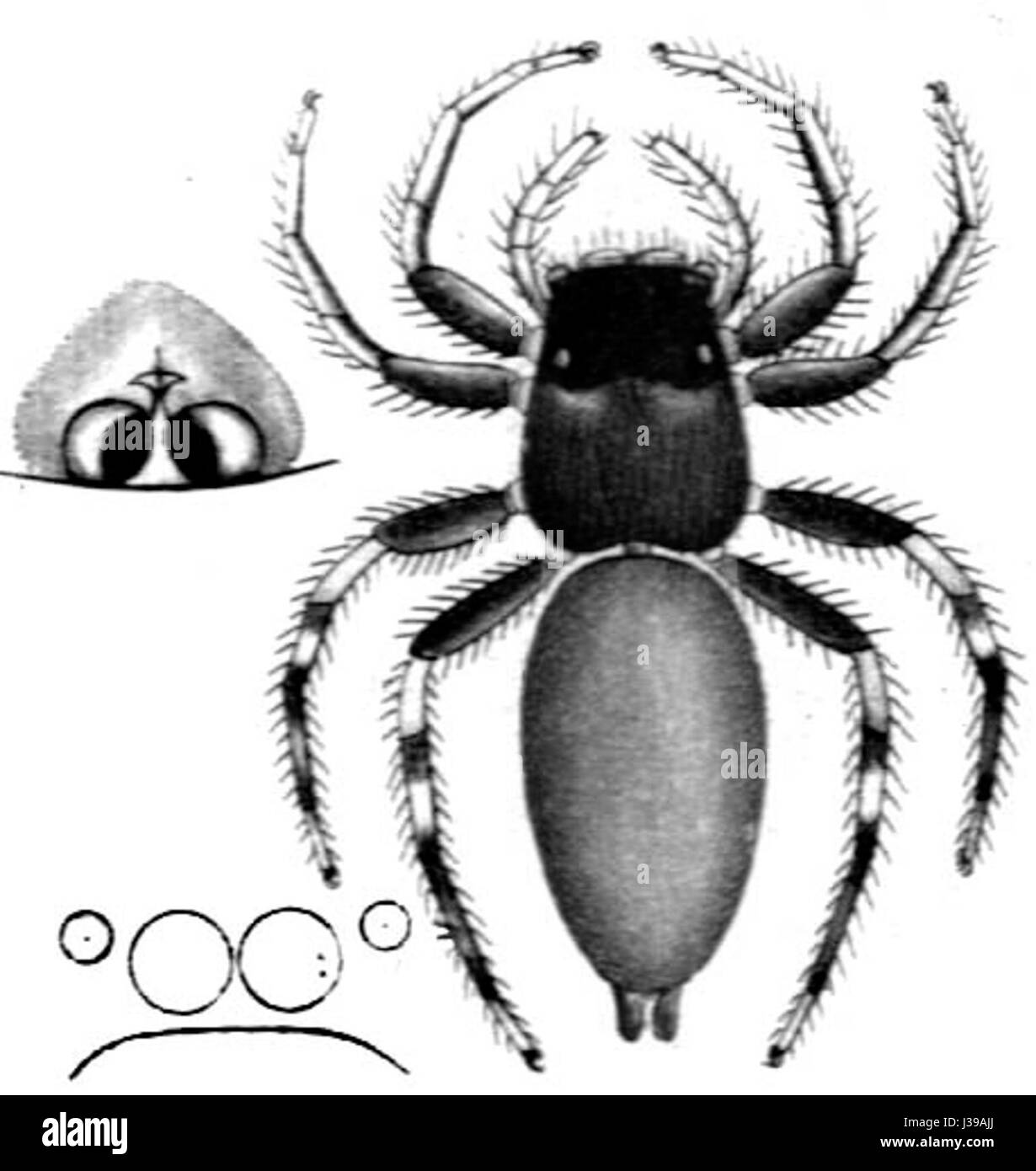 Spider in southeast asia Cut Out Stock Images & Pictures - Alamy