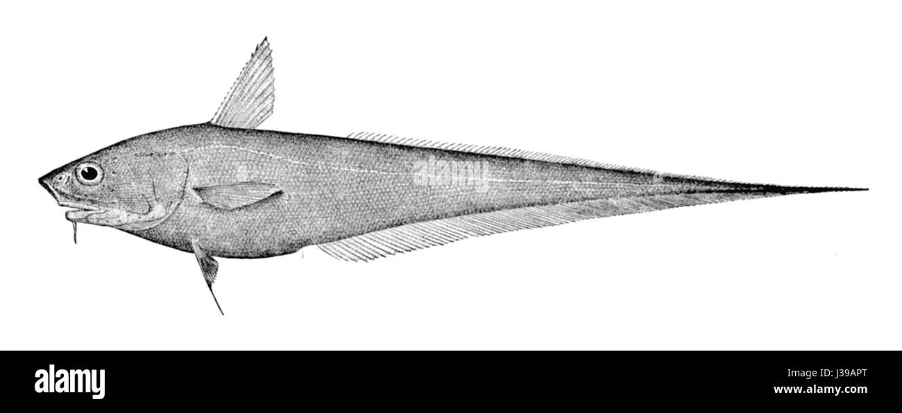 Coryphaenoides armatus hi-res stock photography and images - Alamy