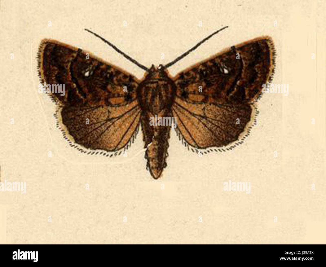 Condica hi-res stock photography and images - Alamy