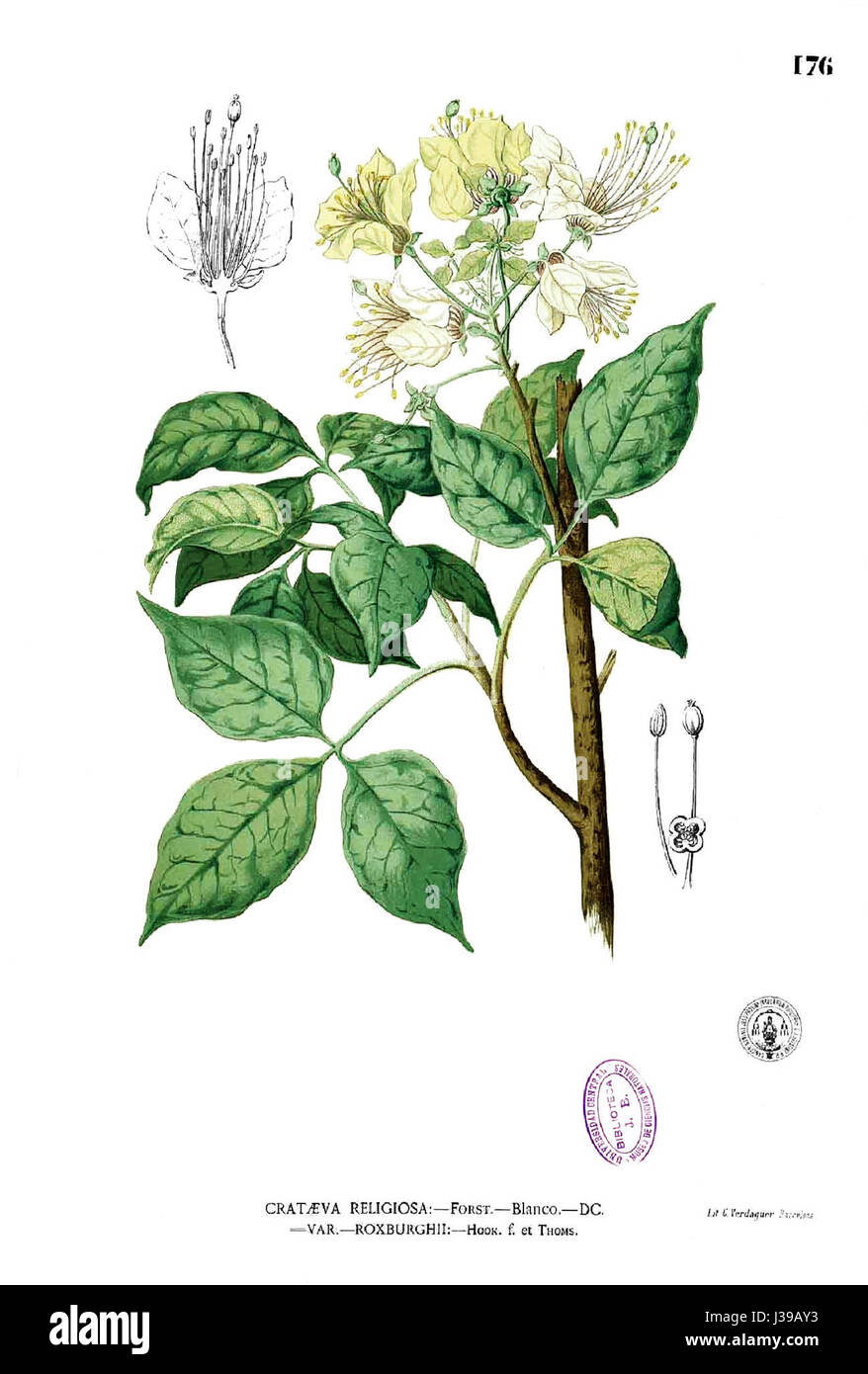 Crateva religiosa is a species of tree native to tropical Asia, known ...