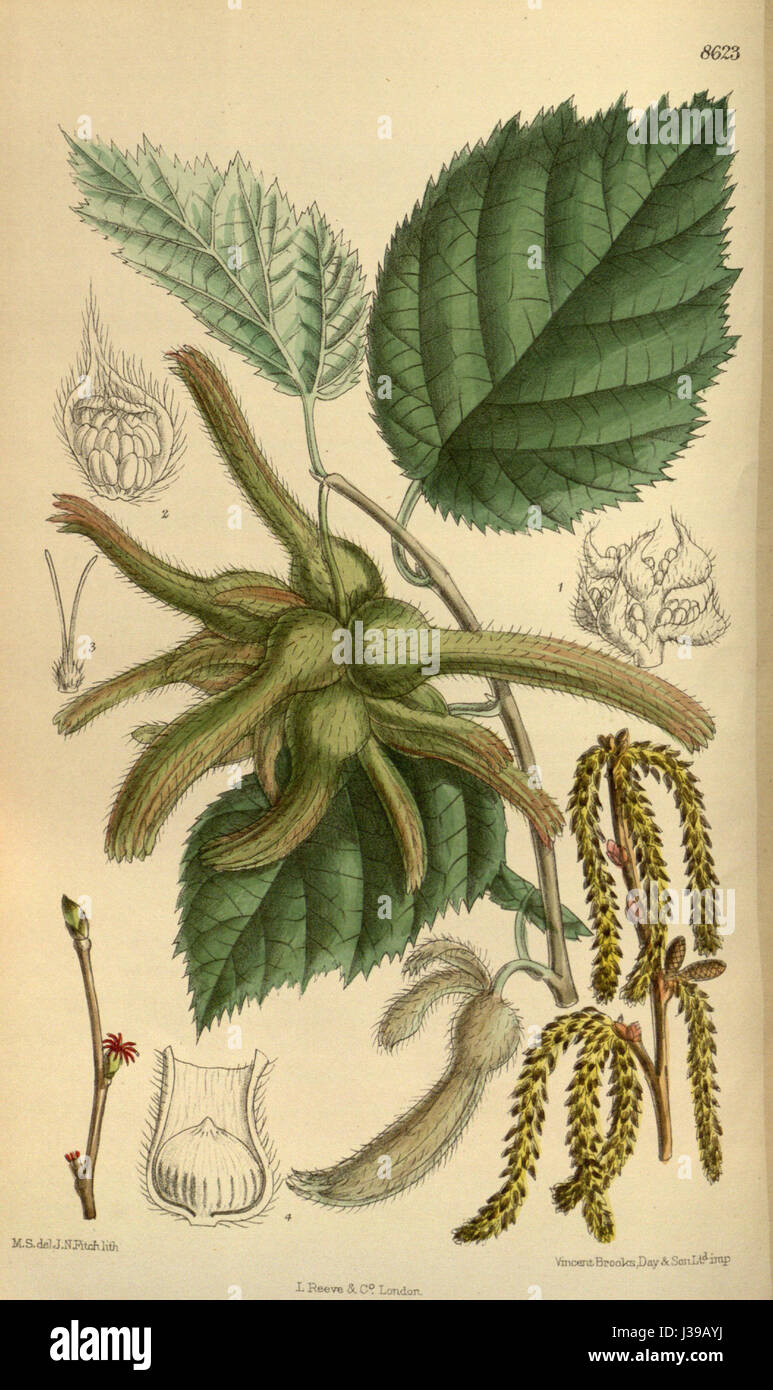 Hazel identification hi-res stock photography and images - Alamy