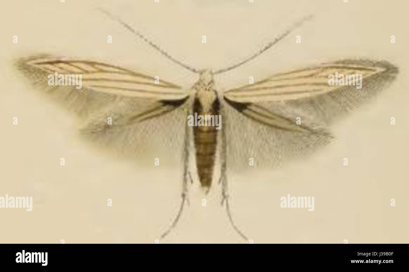 Coleophora lineolea is a species of moth in the family Coleophoridae ...