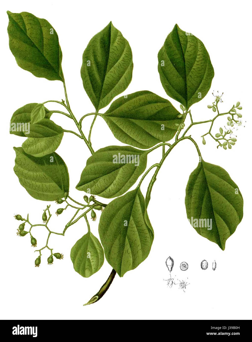 An image of Cordia sp., likely a species in the genus Cordia, captured ...