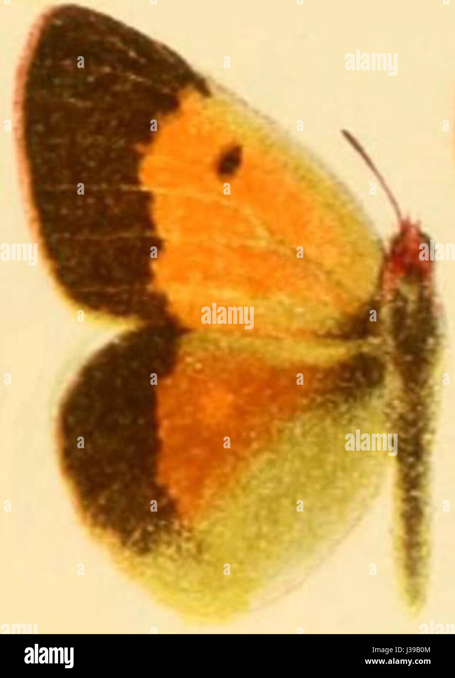 Colias wiskotti draconis is a subspecies of butterfly in the Colias ...