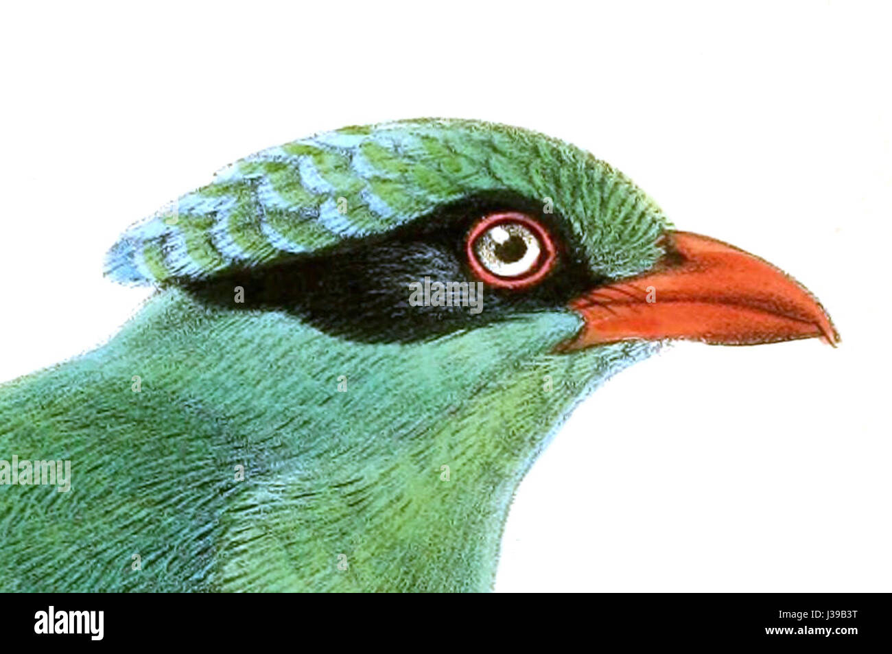 Cissa jefferyi, also known as Jefferyâ€™s Jungle Crow, is a bird ...
