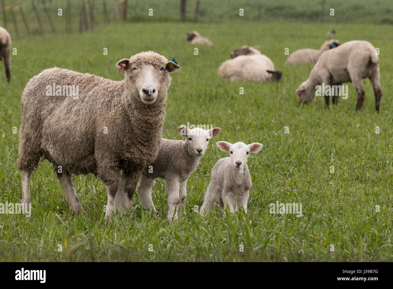 Animal baby farm hi-res stock photography and images - Alamy