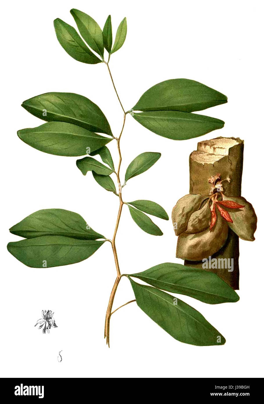 *Cynometra cauliflora*, commonly known as the *bintag* tree, is native ...