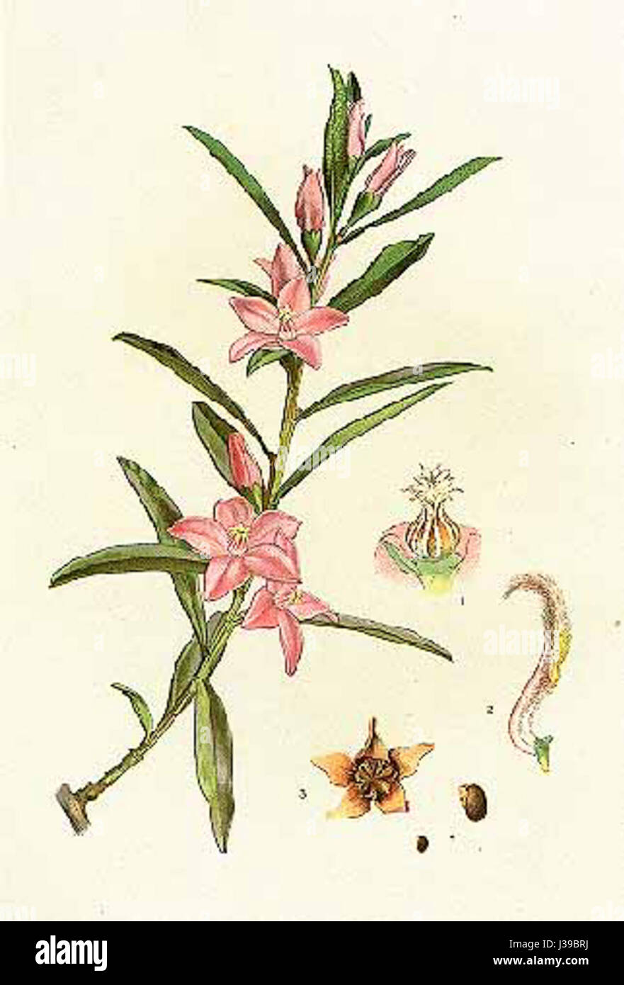 Saligna hi-res stock photography and images - Alamy