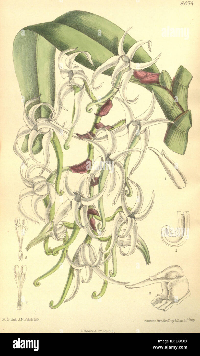 This illustration from Curtisâ€™ Botanical Magazine shows Cyrtorchis ...