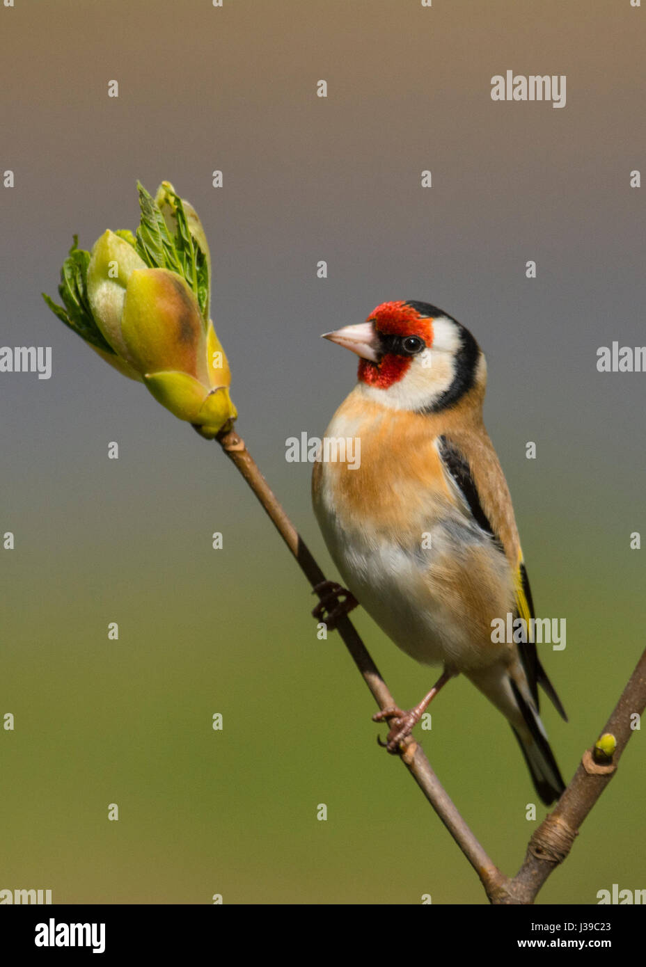European goldfinch hi-res stock photography and images - Alamy