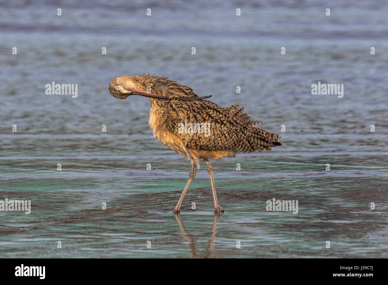 Long-billed curlew, in breeding plumage, preening it's feathers in the ...