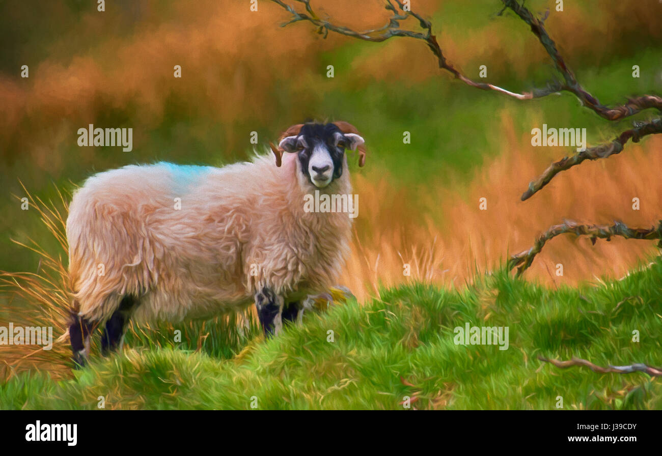 Wide animal shot hi-res stock photography and images - Alamy