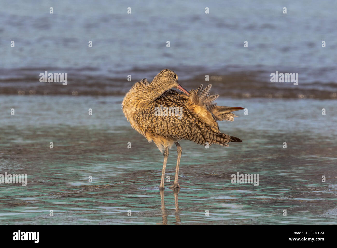 Long-billed curlew, in breeding plumage, preening it's feathers in the ...