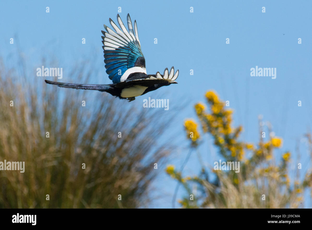 Magpie in flight Stock Photo - Alamy