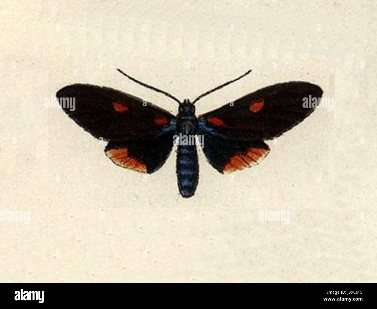 Cyanopepla cyanopepla hi-res stock photography and images - Alamy