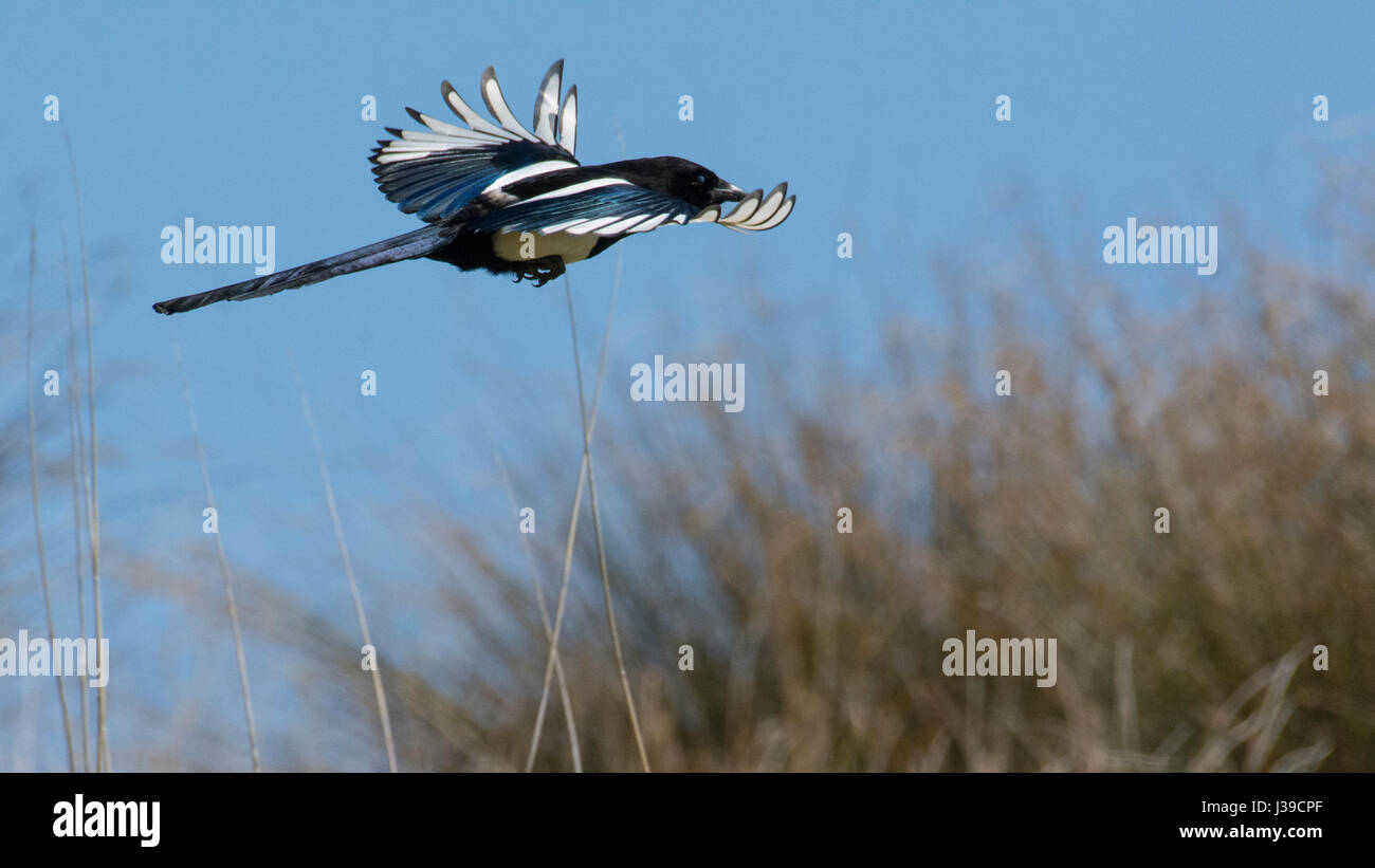 Magpie in flight Stock Photo - Alamy