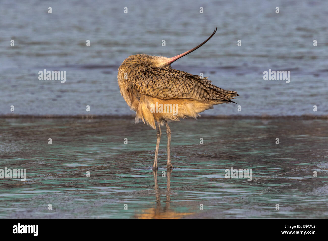 Long-billed curlew, in breeding plumage, preening it's feathers in the ...