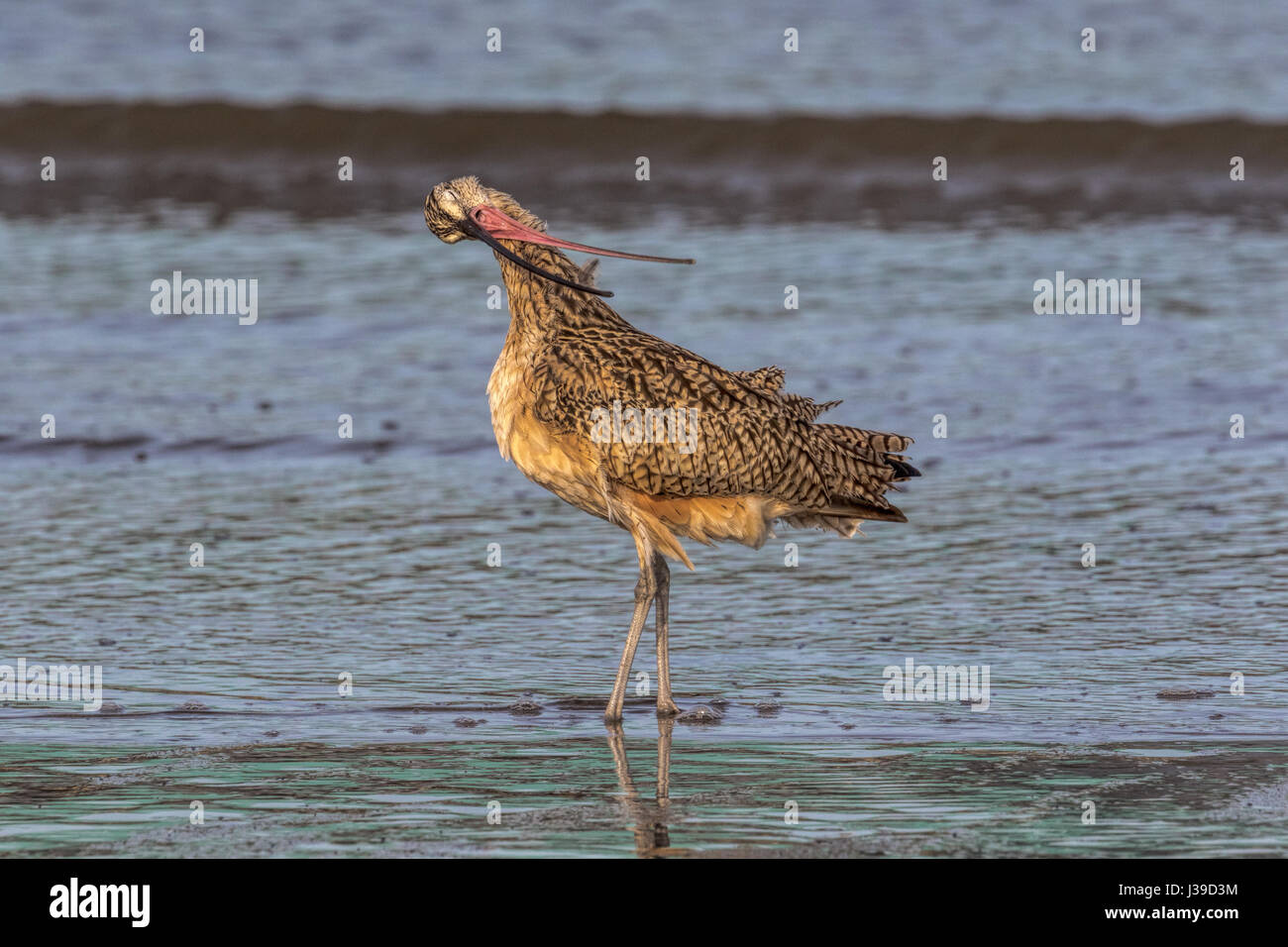 Long-billed curlew, in breeding plumage, preening it's feathers in the ...