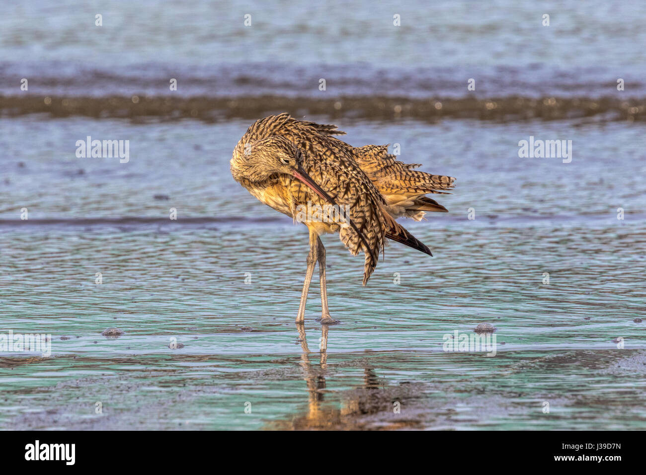Long-billed curlew, in breeding plumage, preening it's feathers in the ...