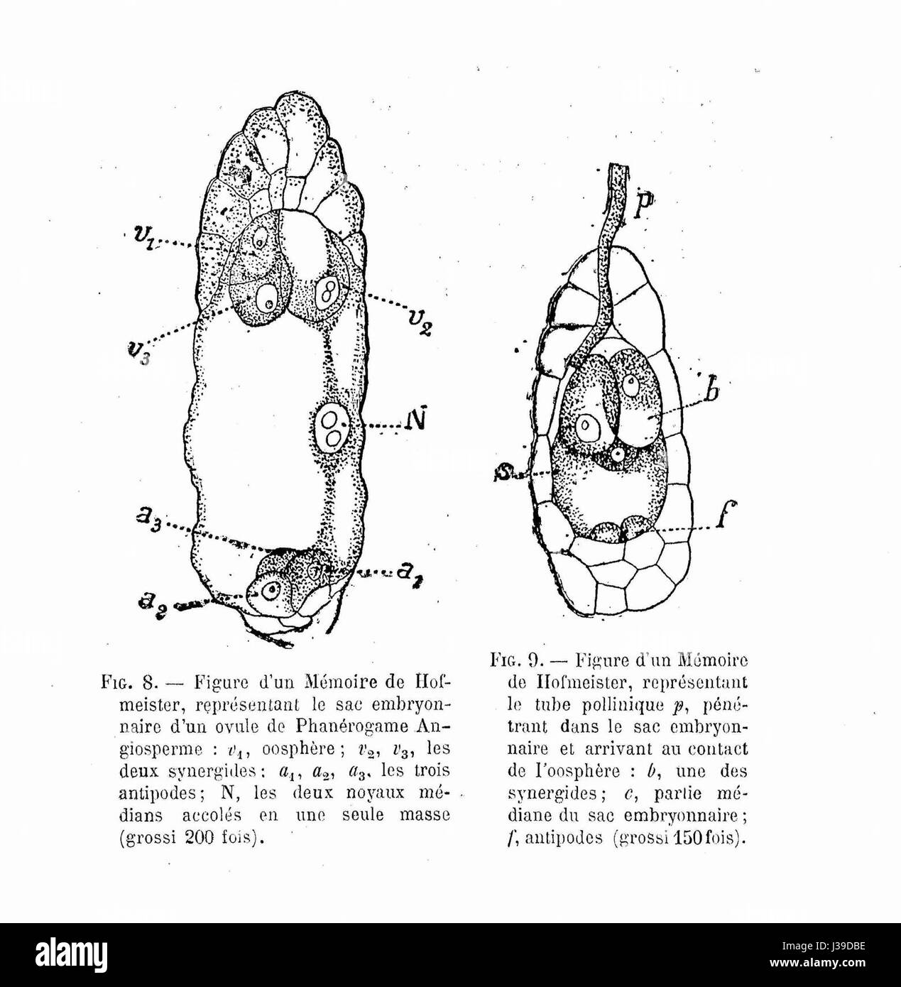 Dessins de Hofmeister sac embryonnaire & tube pollinique Stock Photo ...