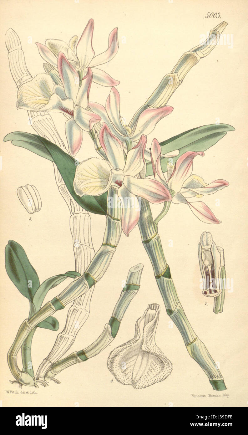 The botanical illustration 'Dendrobium polyanthum' (formerly Dendrobium ...