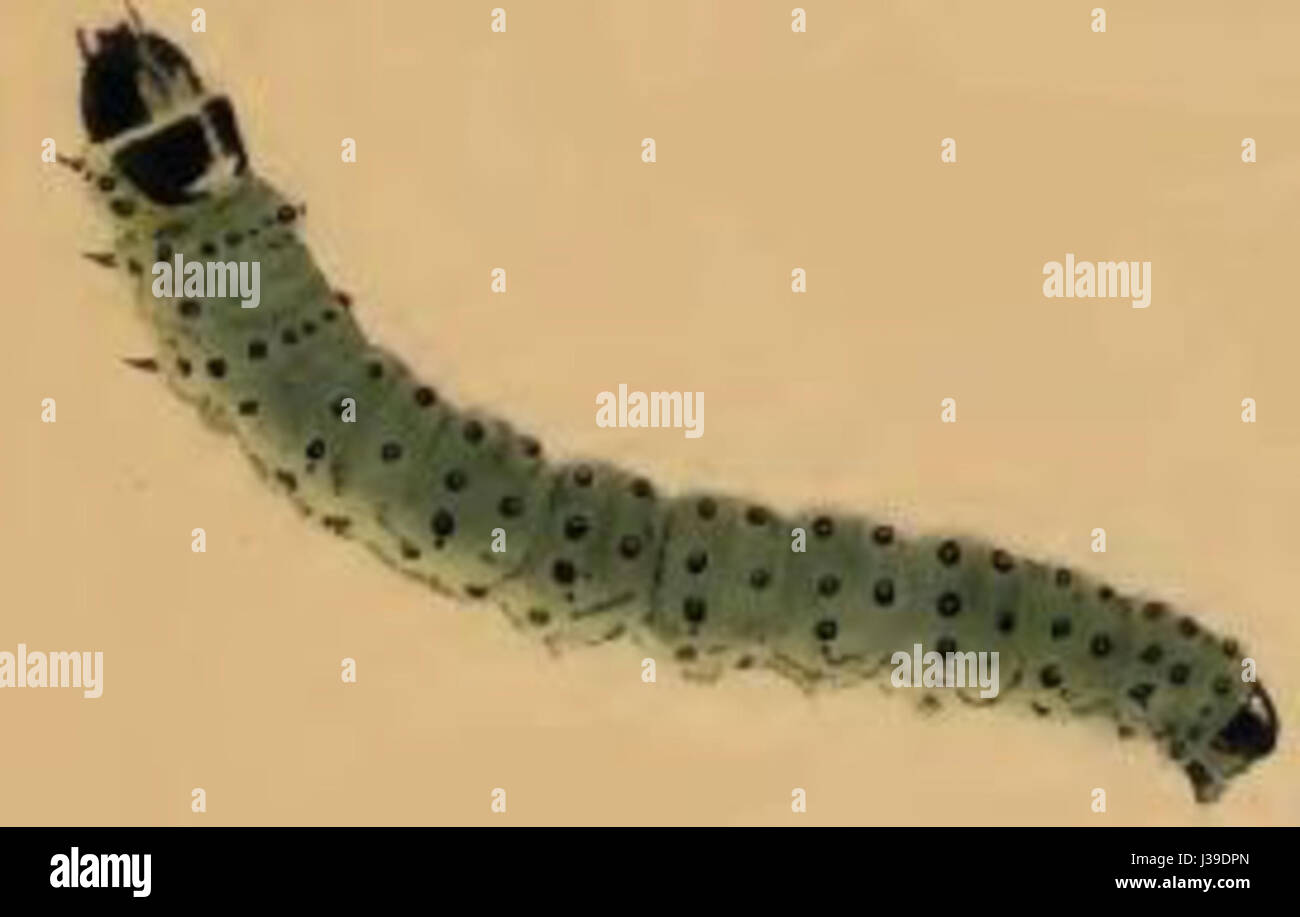 Depressaria pimpinellae larva Stock Photo - Alamy