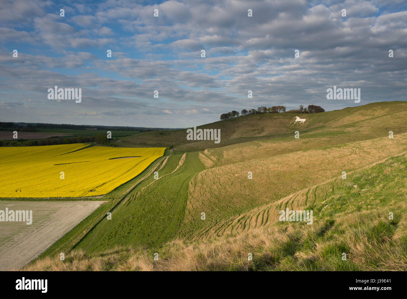 White Horse Hill Figure at Cherhill Wiltshire Stock Photo - Alamy