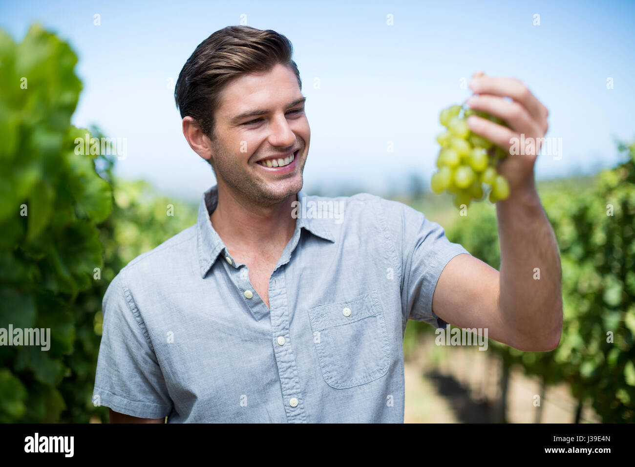 Happy young man holding grapes at vineyard Stock Photo - Alamy