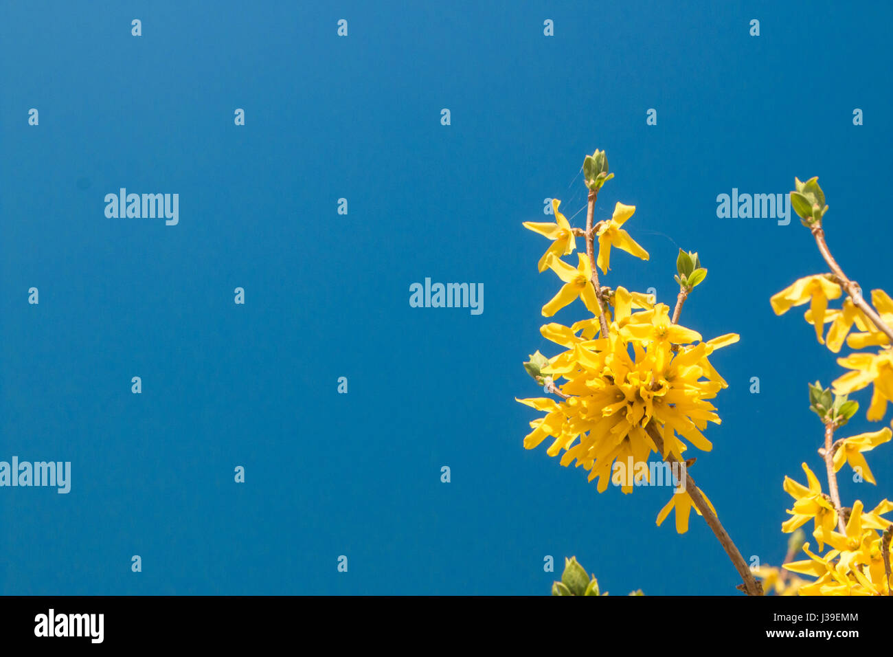 Yellow Forcing Flowers Forsythia europaea in the spring against the ...