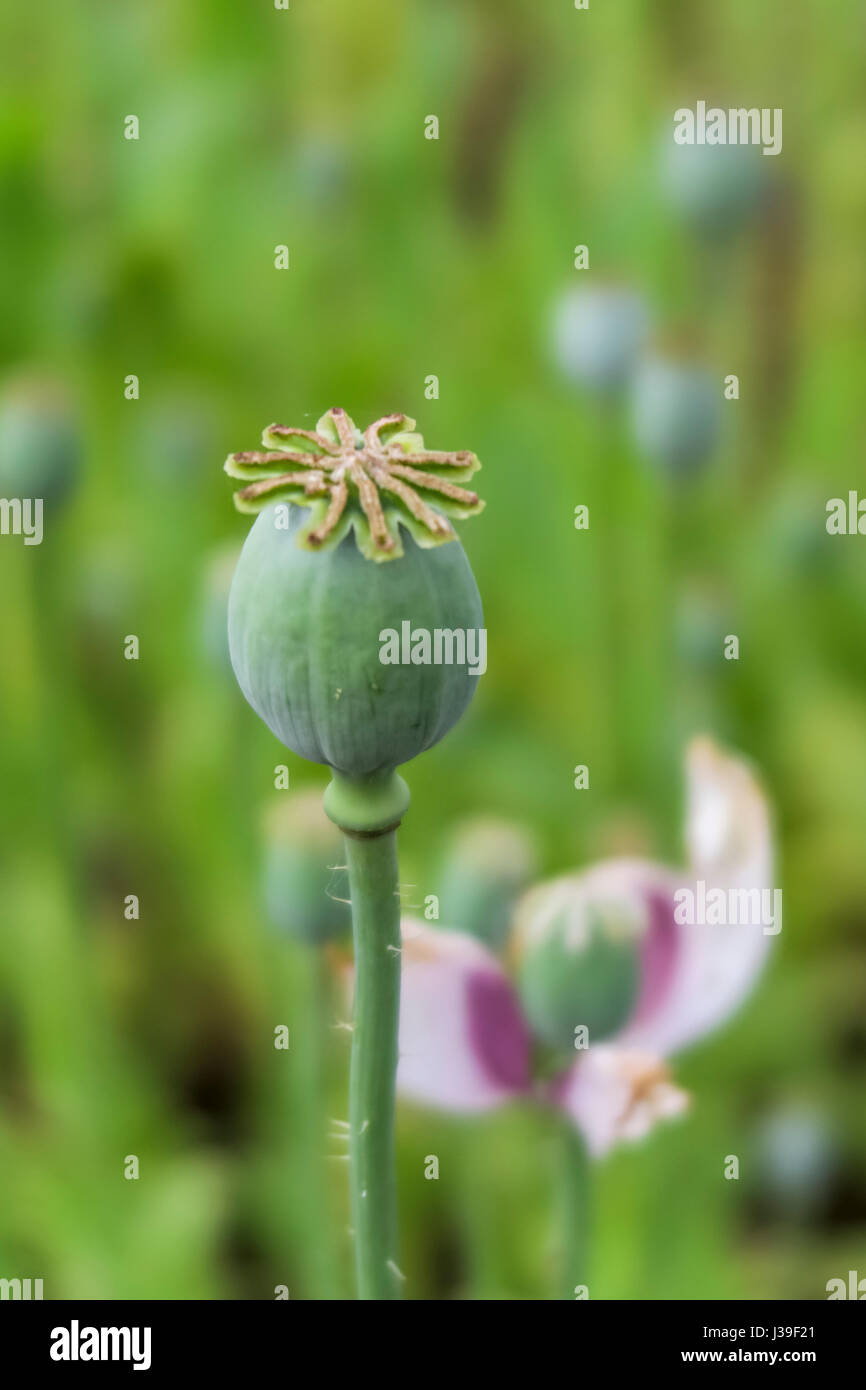 Opium in france hi-res stock photography and images - Alamy