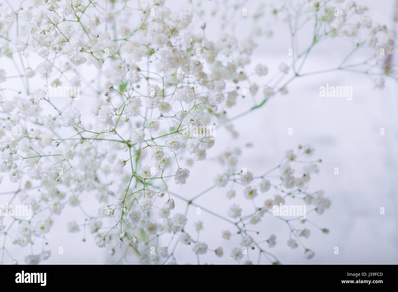 A bunch of fresh white Gypsophila on a white background Stock Photo - Alamy