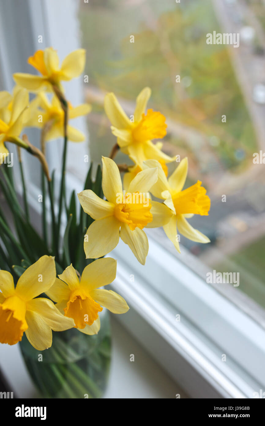 Spring easter background with daffodils in the bucket on the window ...